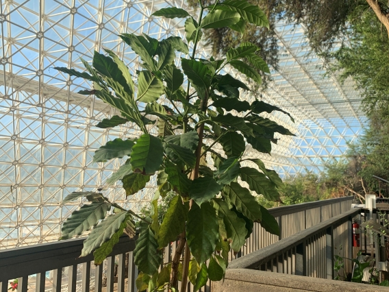 Researchers at Biosphere 2 will plant coffee trees to celebrate Earth ...
