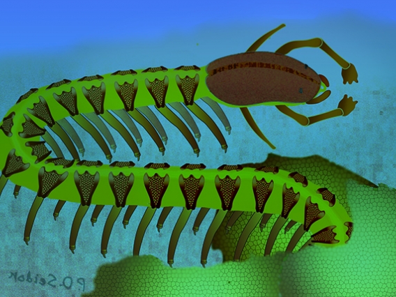 525-million-year-old fossil defies textbook explanation for brain ...